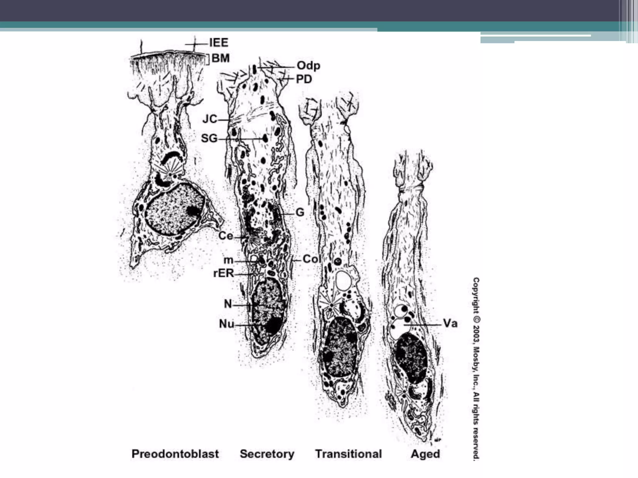 Histology of Pulp | PPTX