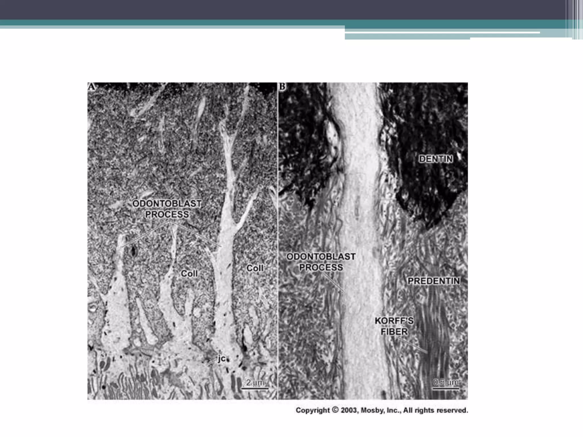 Histology of Pulp | PPTX | Dental Health | Diseases and Conditions