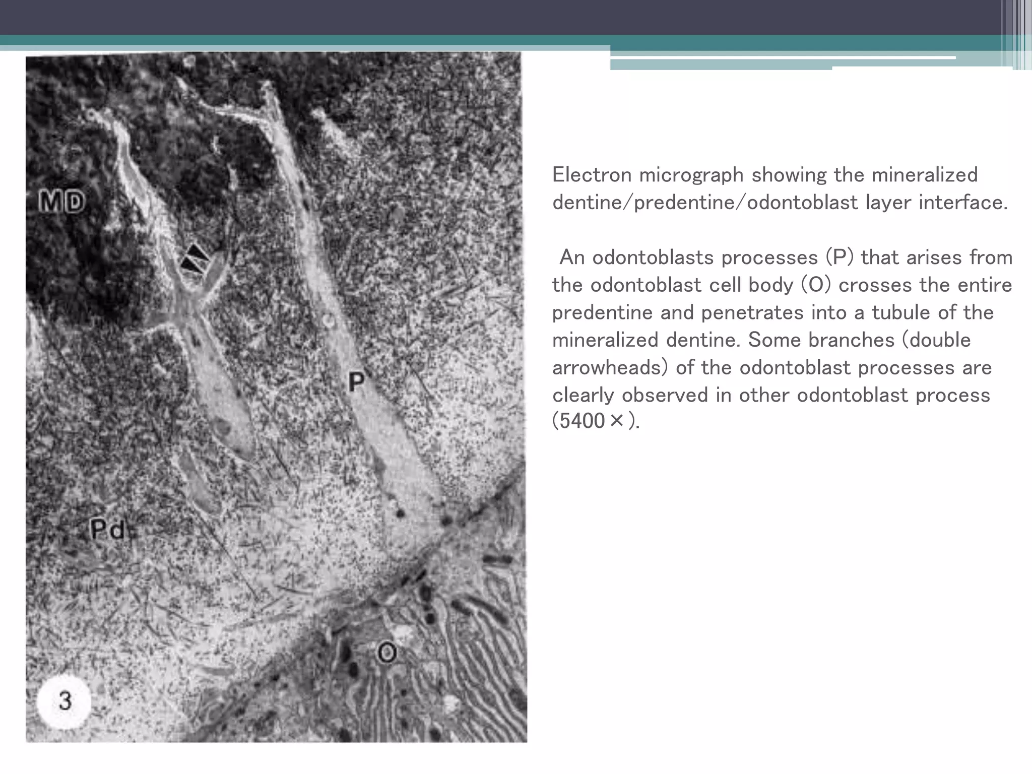 Histology of Pulp | PPTX