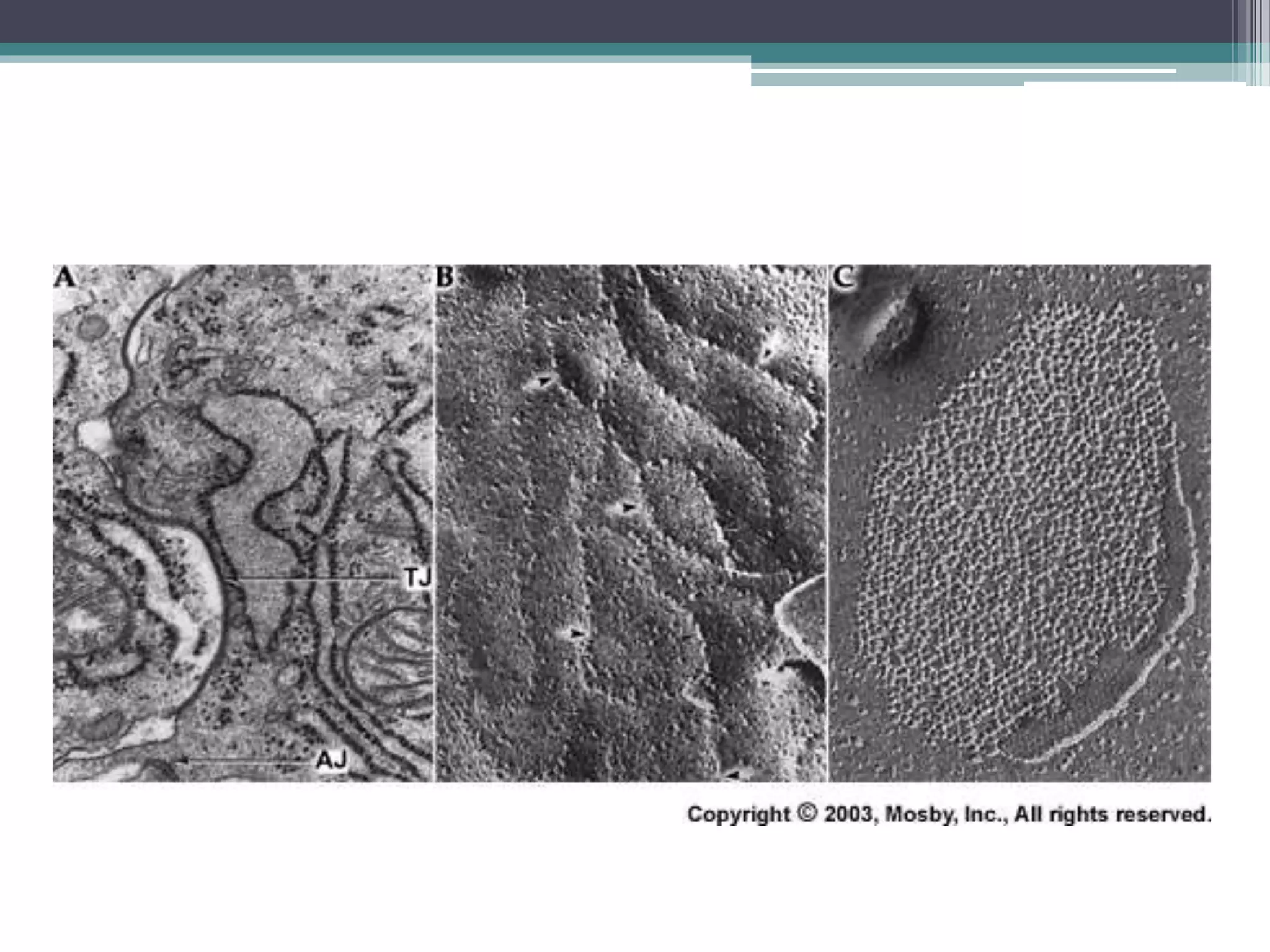 Histology of Pulp | PPTX | Dental Health | Diseases and Conditions
