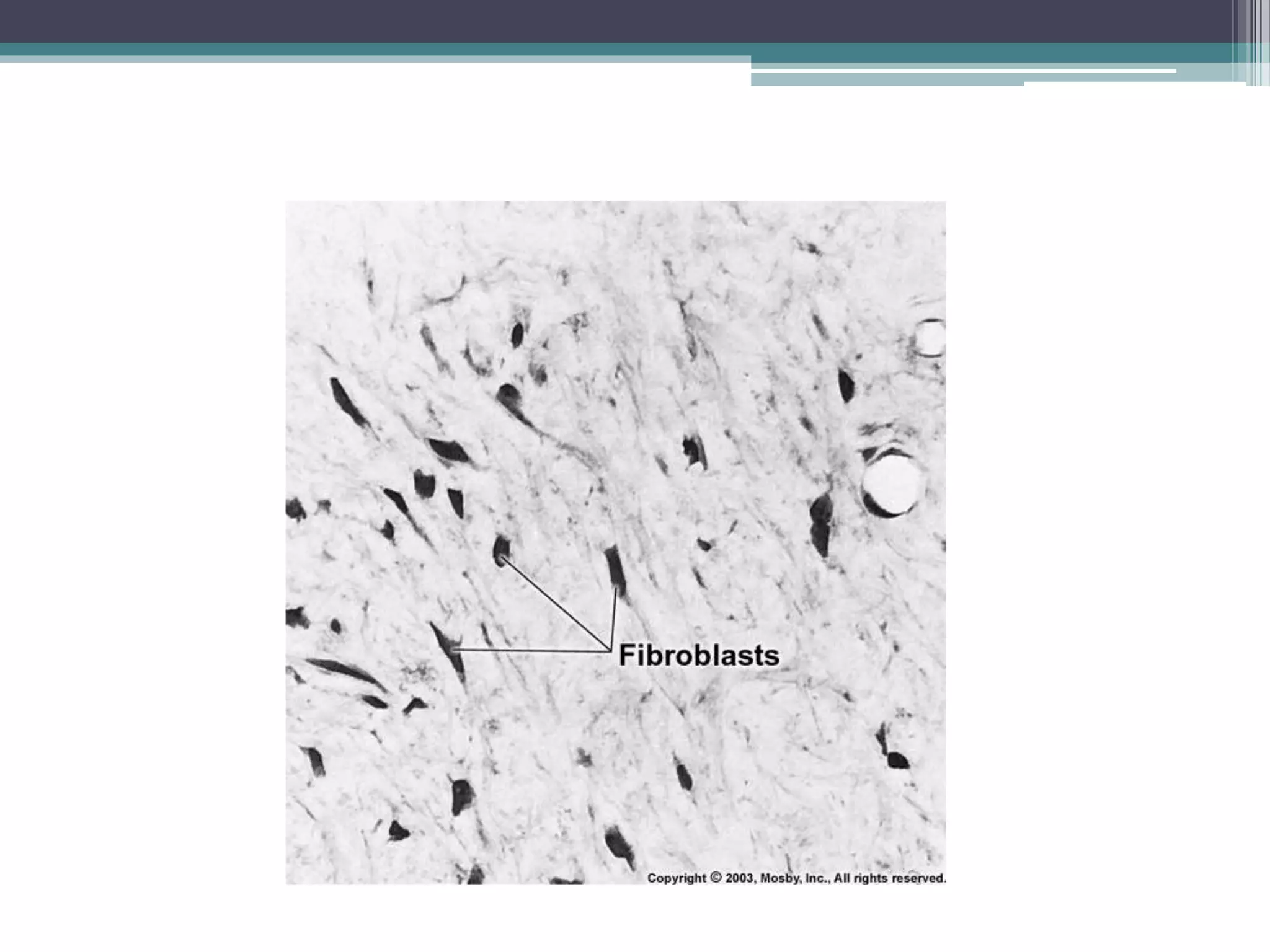 Histology of Pulp | PPTX | Dental Health | Diseases and Conditions