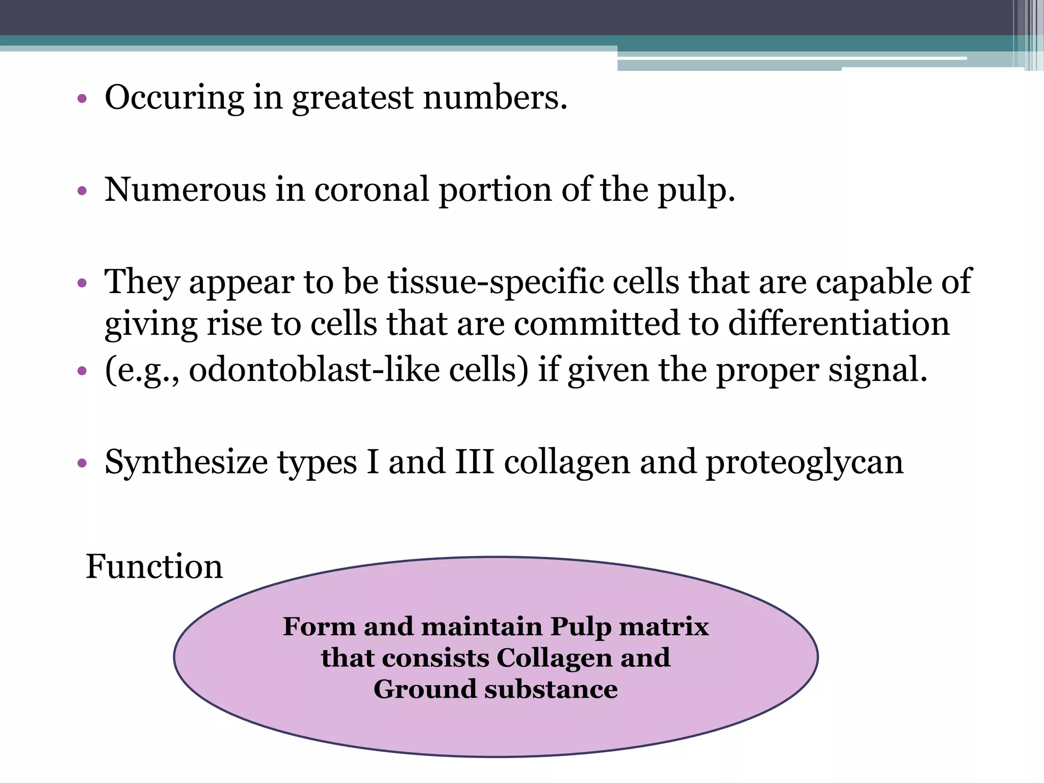 Histology of Pulp | PPTX | Dental Health | Diseases and Conditions
