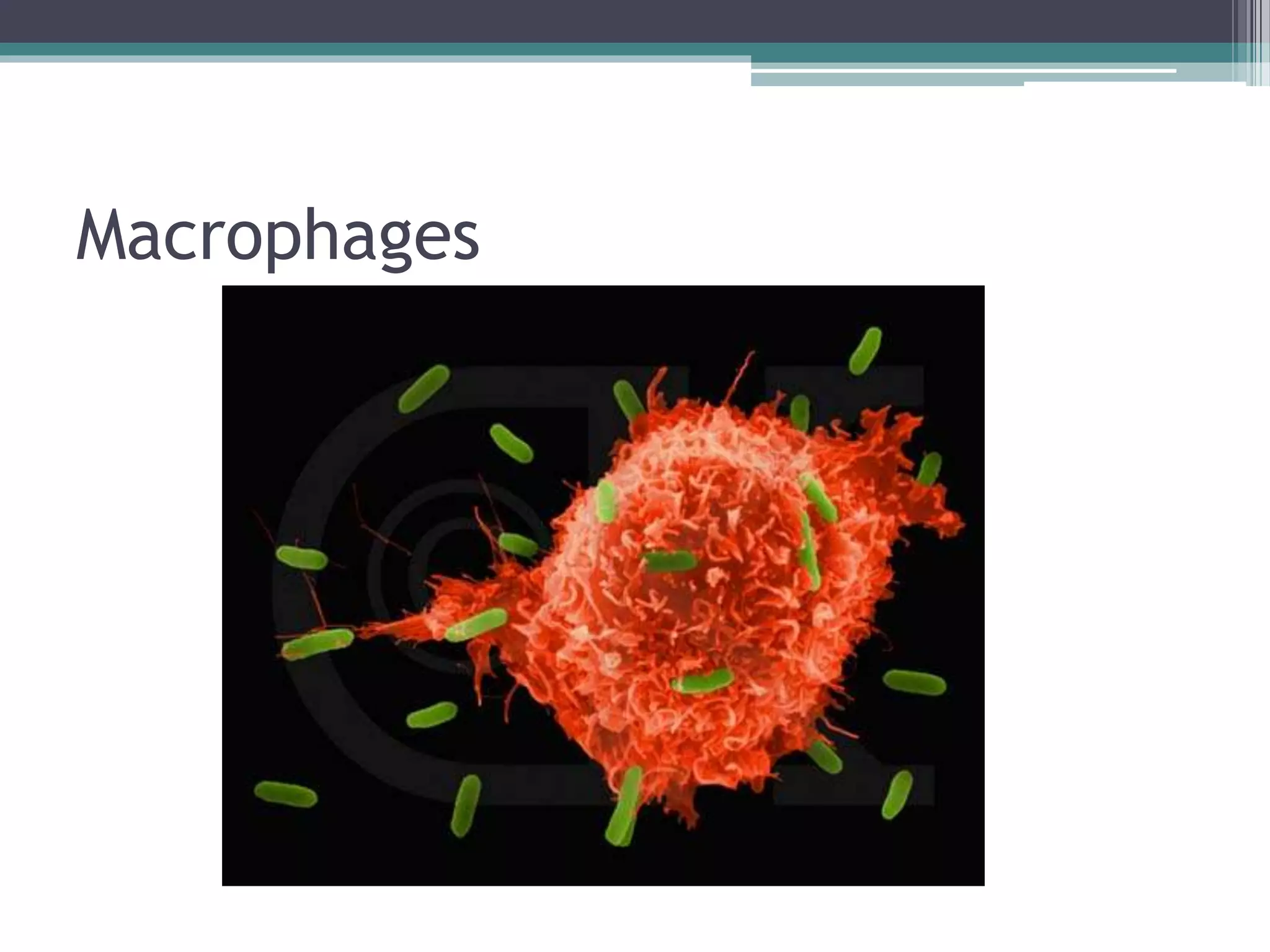Histology of Pulp | PPTX | Dental Health | Diseases and Conditions