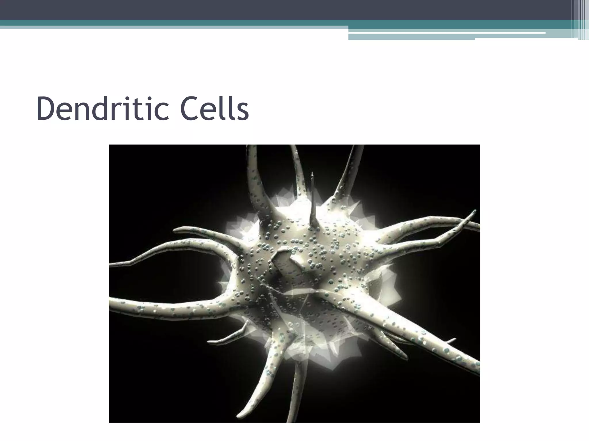 Histology of Pulp | PPTX | Dental Health | Diseases and Conditions