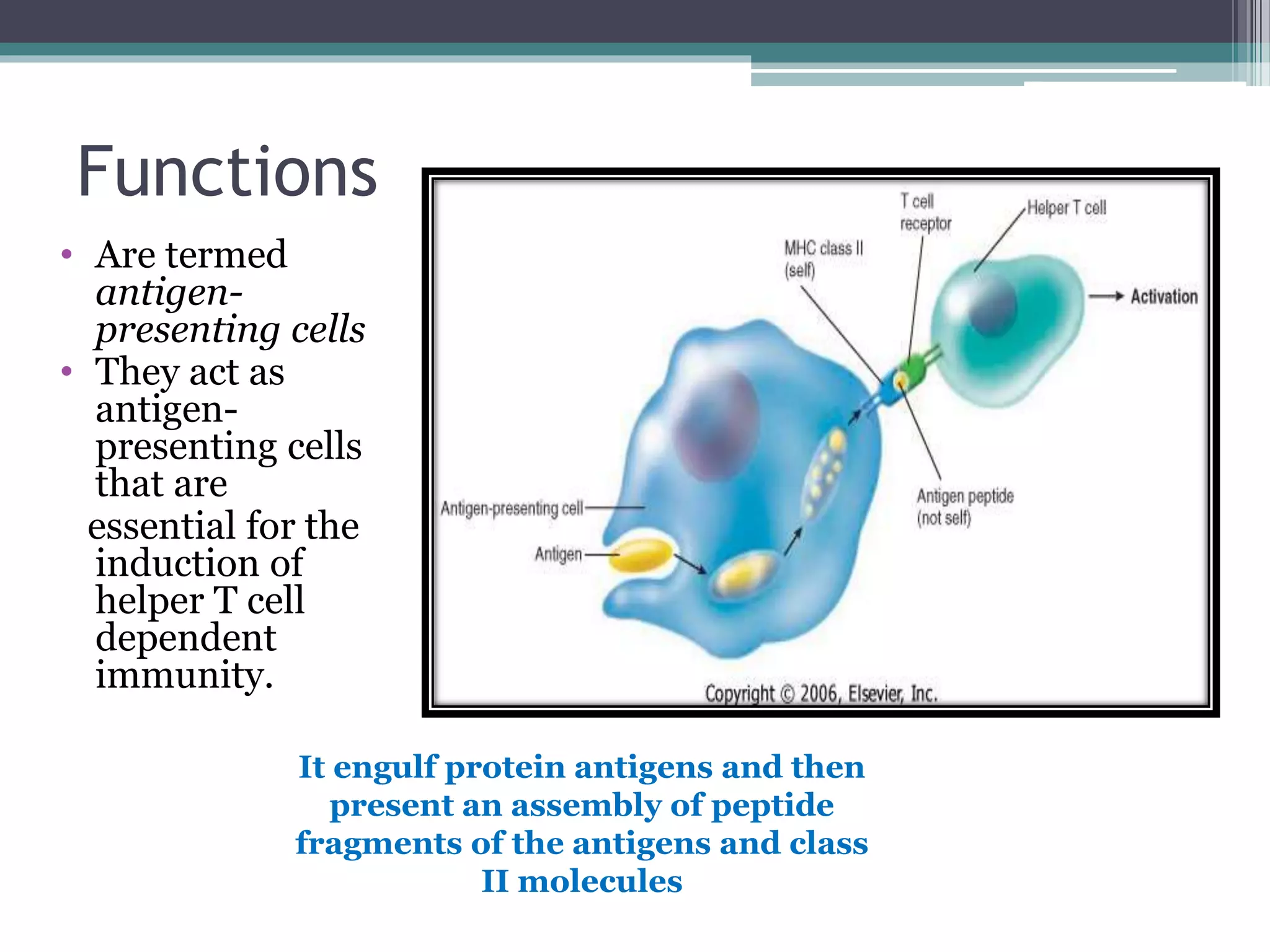 Histology of Pulp | PPTX