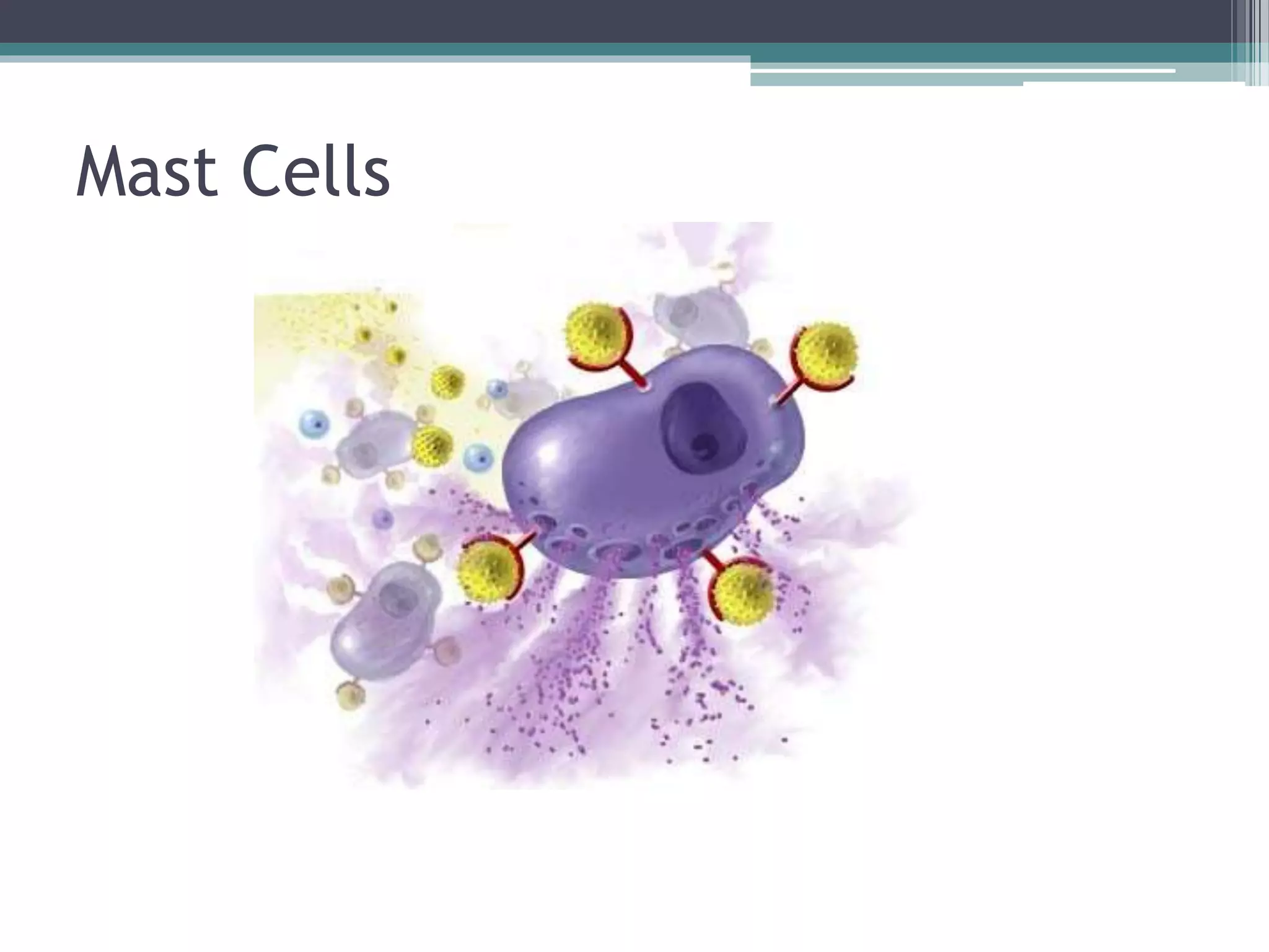 Histology of Pulp | PPTX | Dental Health | Diseases and Conditions