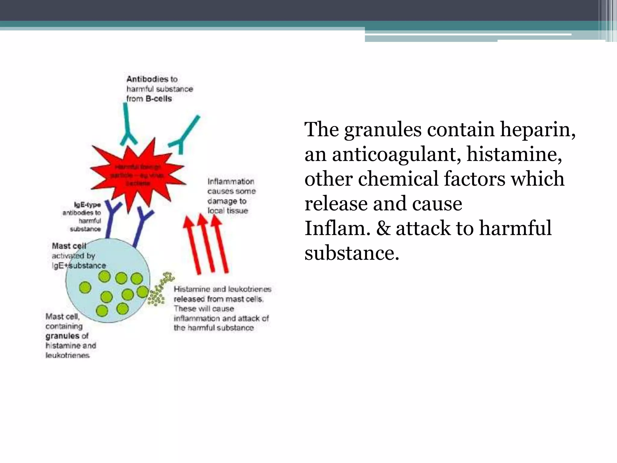 Histology of Pulp | PPTX