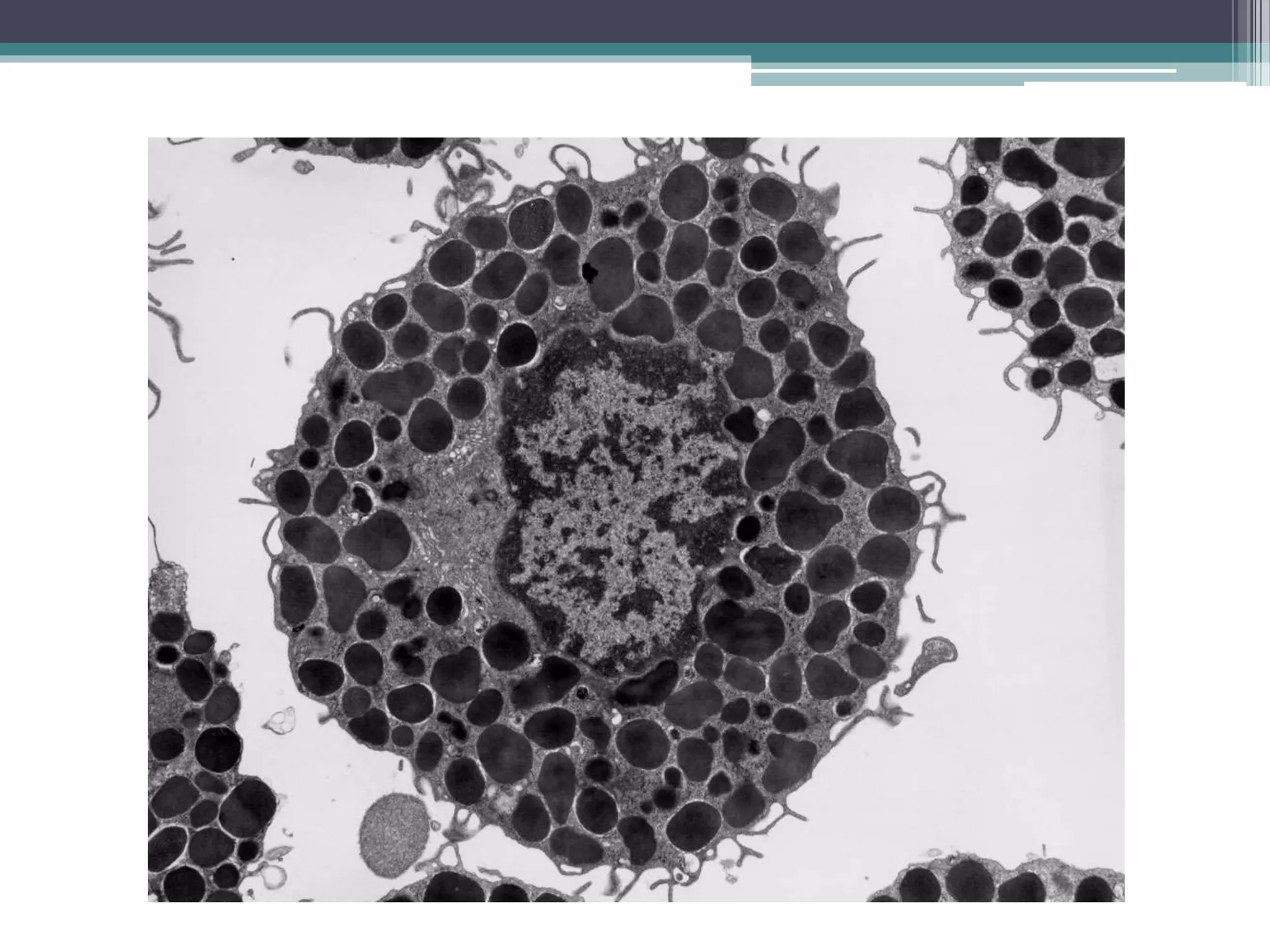 Histology of Pulp | PPTX | Dental Health | Diseases and Conditions
