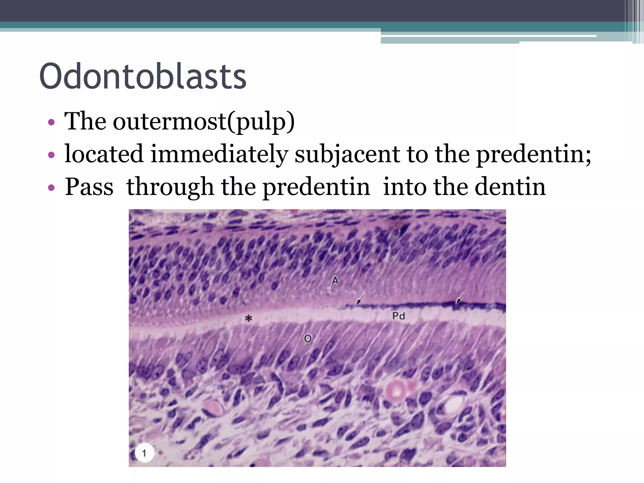 Histology of Pulp | PPTX | Dental Health | Diseases and Conditions