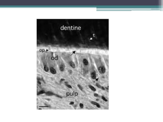 Histology of Pulp | PPTX