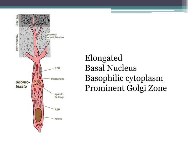Histology of Pulp | PPTX | Dental Health | Diseases and Conditions