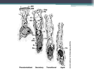 Histology of Pulp | PPTX