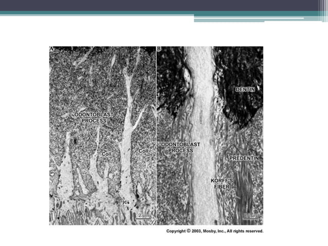 Histology of Pulp | PPTX | Dental Health | Diseases and Conditions