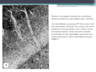 Histology of Pulp | PPTX | Dental Health | Diseases and Conditions