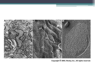 Histology of Pulp | PPTX