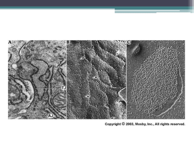 Histology of Pulp | PPTX | Dental Health | Diseases and Conditions
