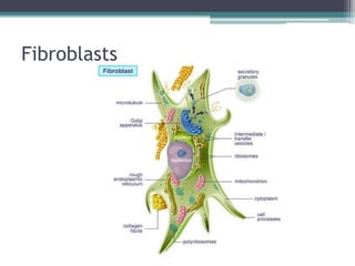 Histology of Pulp | PPTX