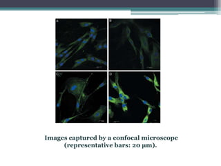 Histology of Pulp | PPTX