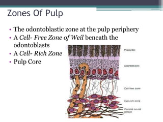 Histology of Pulp | PPTX