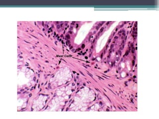 Histology of Pulp | PPTX