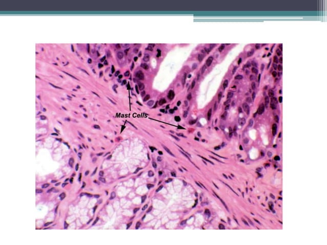 Histology of Pulp | PPTX | Dental Health | Diseases and Conditions