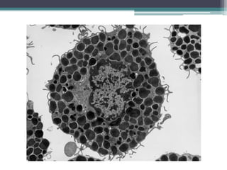 Histology of Pulp | PPTX