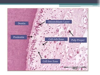 Histology of Pulp | PPTX