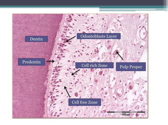 Histology of Pulp | PPTX | Dental Health | Diseases and Conditions