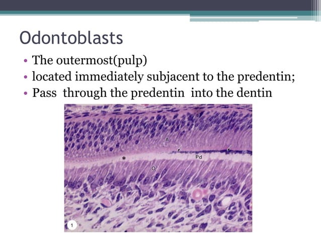 Histology of Pulp | PPTX | Dental Health | Diseases and Conditions