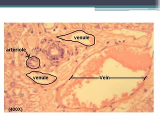 Histology of Pulp | PPTX