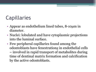 Histology of Pulp | PPTX
