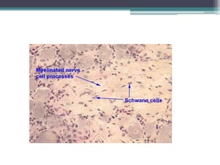 Histology of Pulp | PPTX