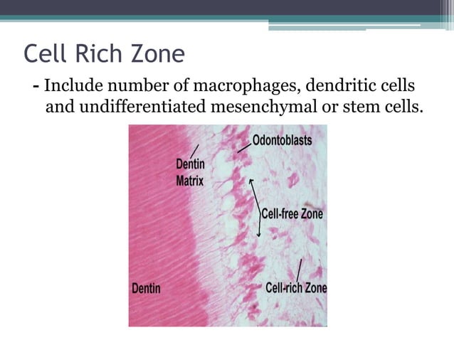 Histology of Pulp | PPTX | Dental Health | Diseases and Conditions