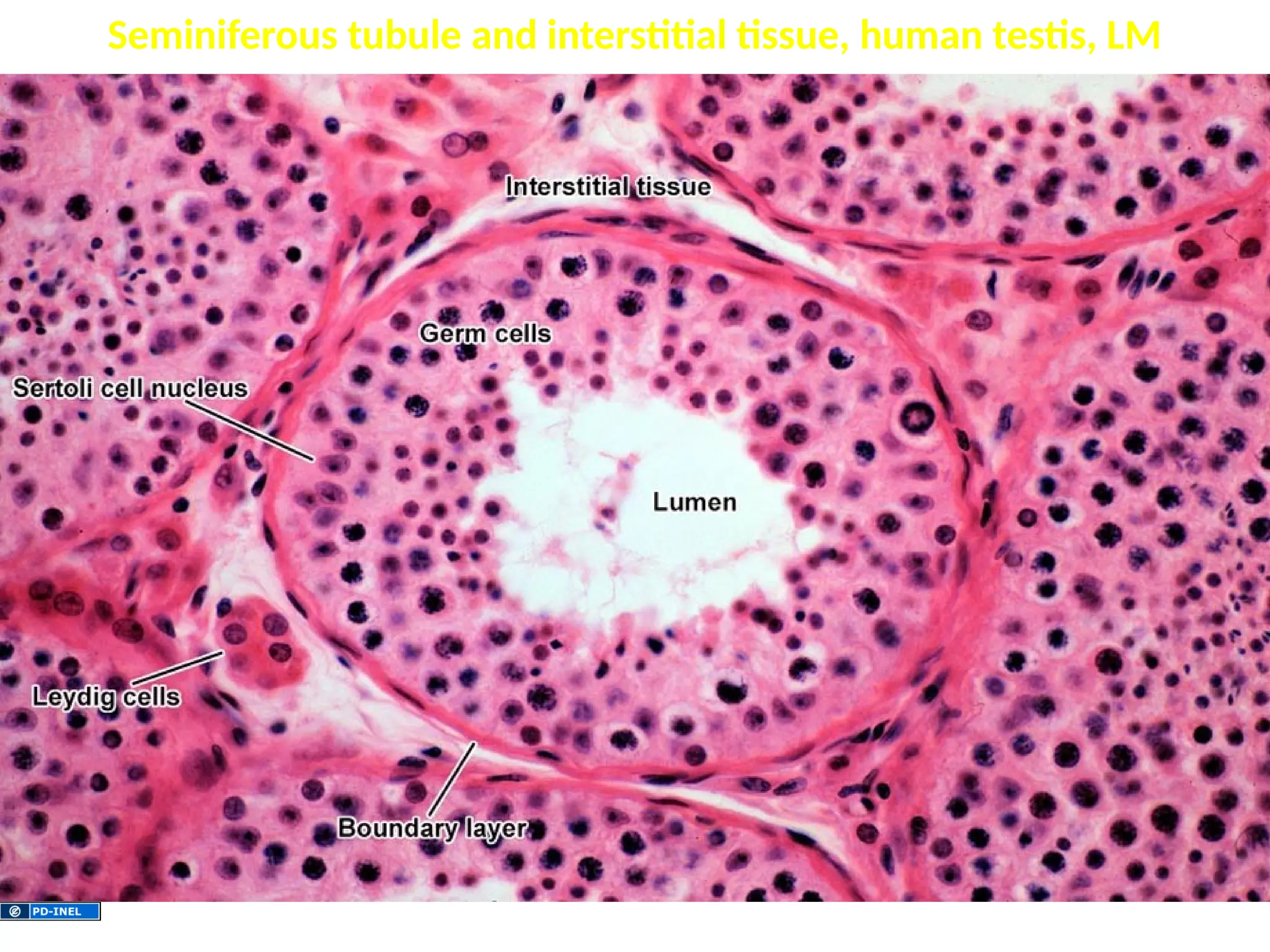 HISTOLOGY OF REPRODUCTIVE SYSTEM.pptx Gross | PPTX