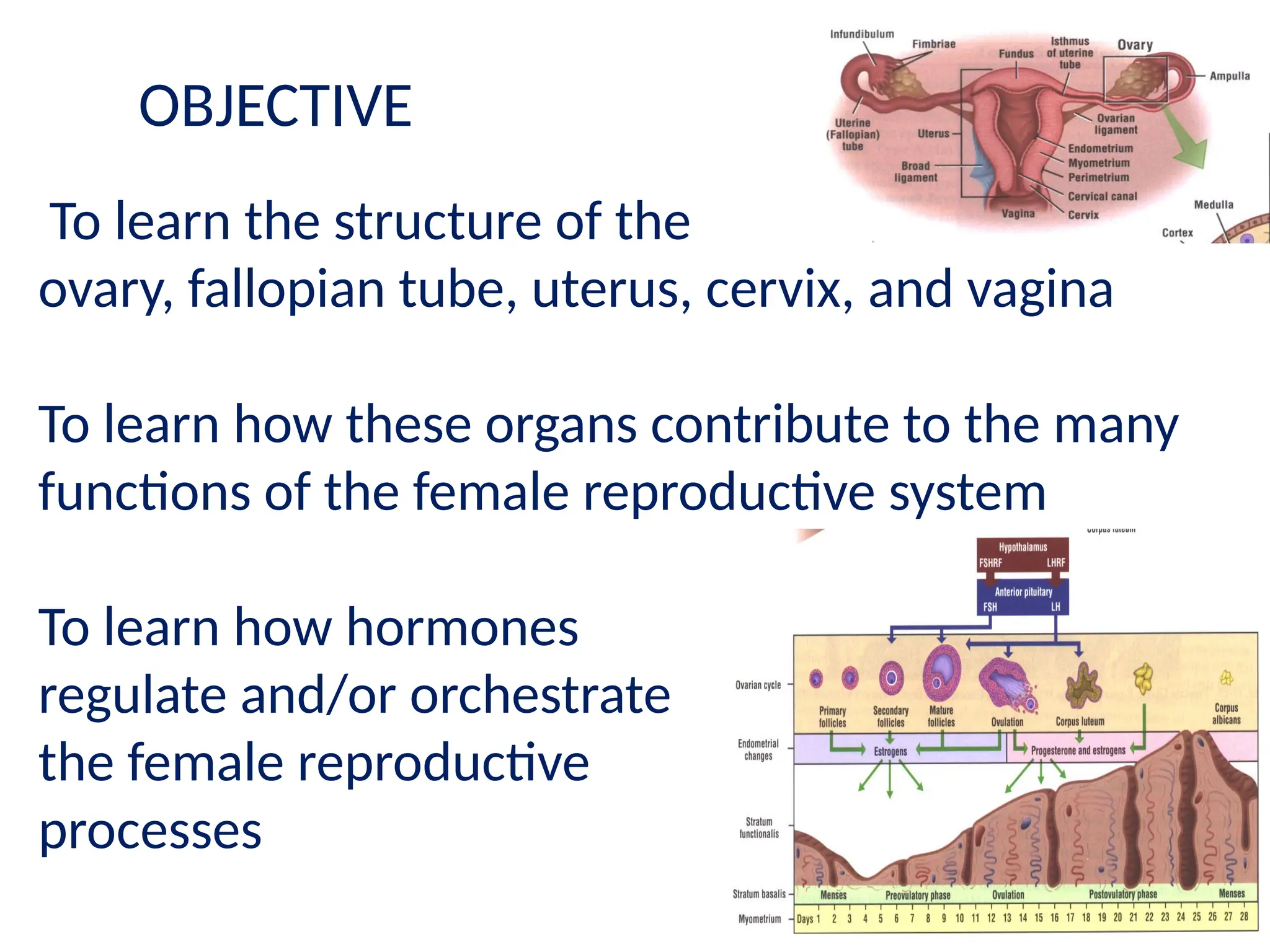 HISTOLOGY OF REPRODUCTIVE SYSTEM.pptx Gross | PPTX
