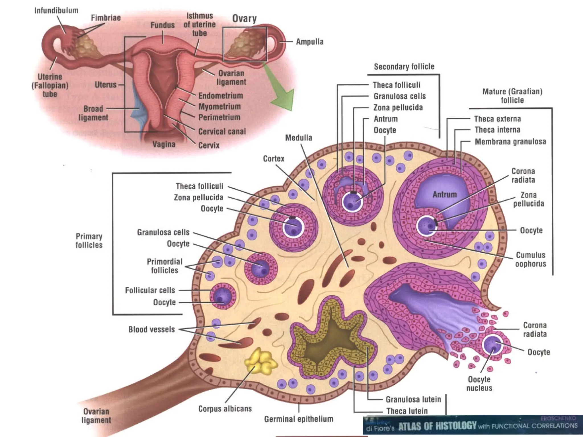 HISTOLOGY OF REPRODUCTIVE SYSTEM.pptx Gross | PPTX