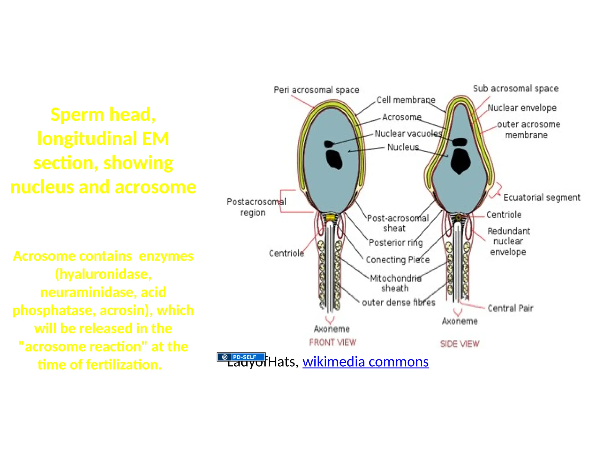 HISTOLOGY OF REPRODUCTIVE SYSTEM.pptx Gross | PPTX