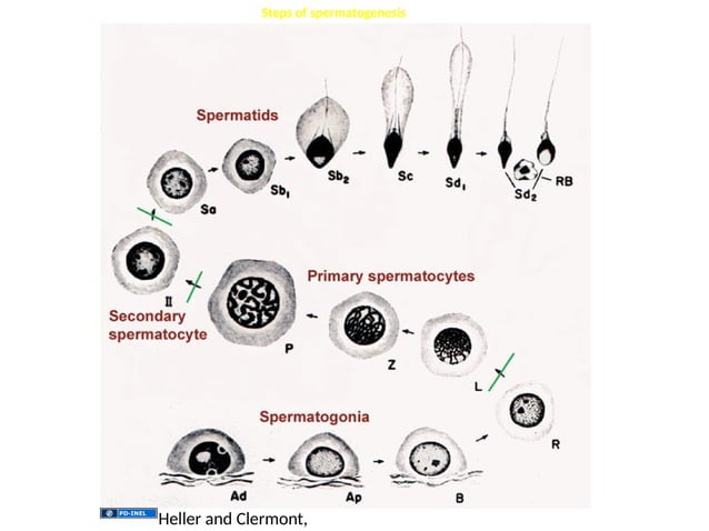 Histology Of Reproductive System Pptx Gross Pptx