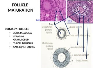HISTOLOGY OF REPRODUCTIVE SYSTEM.pptx Gross | PPTX