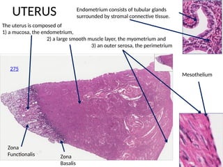 HISTOLOGY OF REPRODUCTIVE SYSTEM.pptx Gross | PPTX