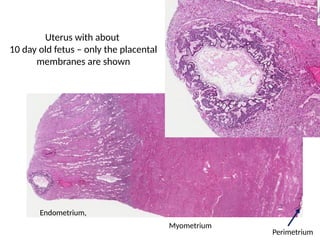 HISTOLOGY OF REPRODUCTIVE SYSTEM.pptx Gross | PPTX
