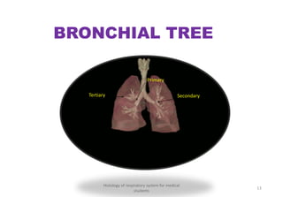 histology of respiratory system upper lower | PDF