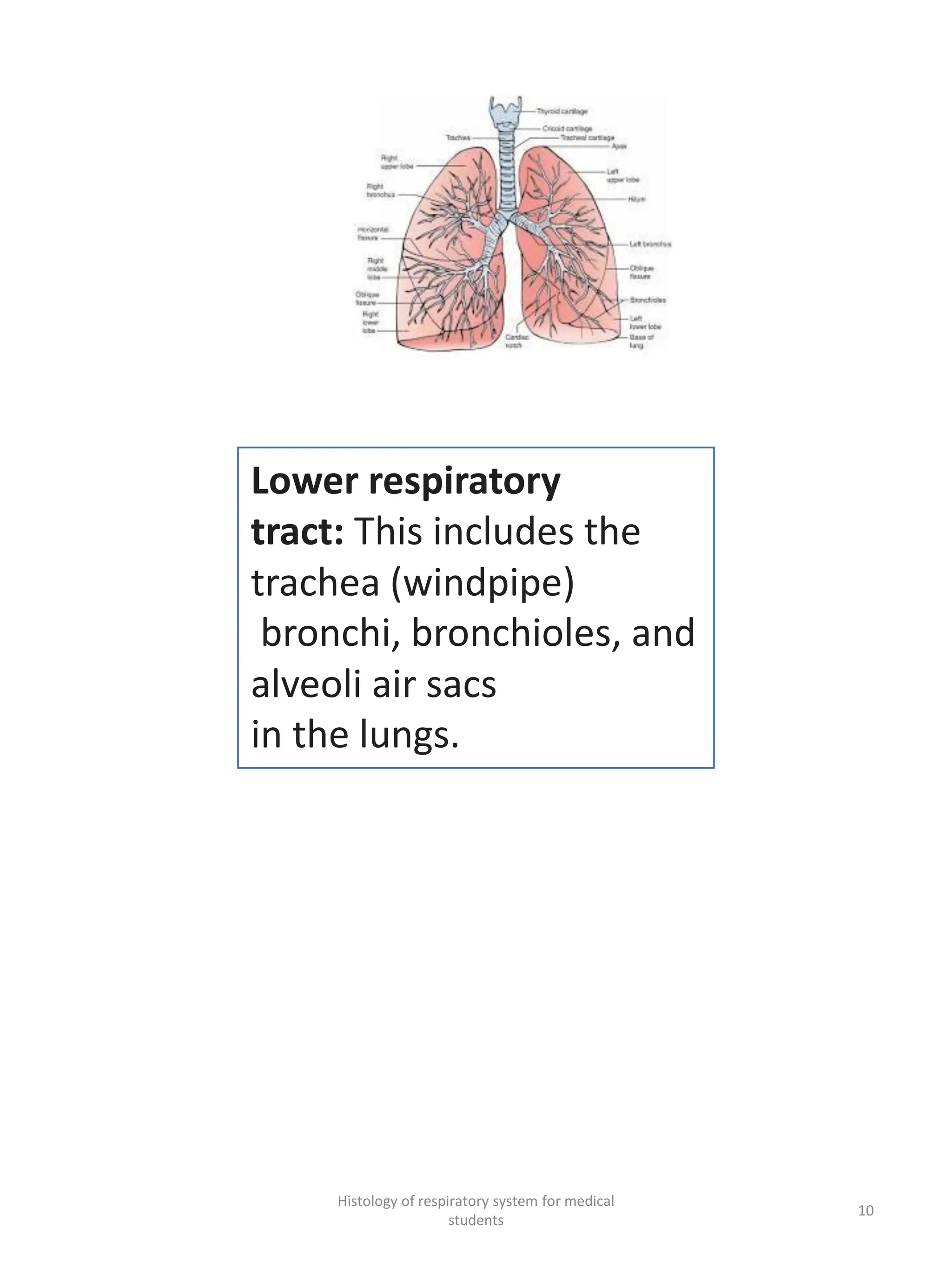 histology of respiratory system upper lower | PDF