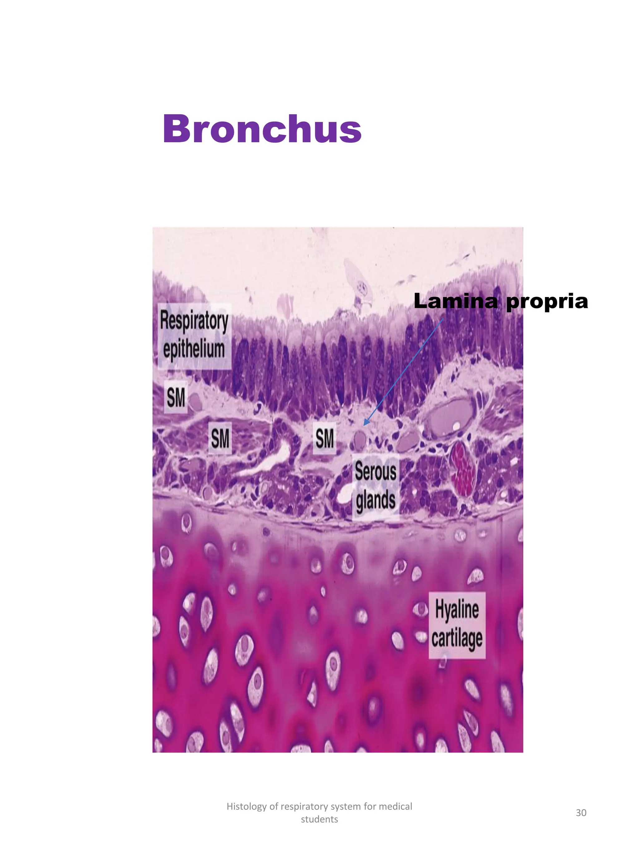 histology of respiratory system upper lower | PDF