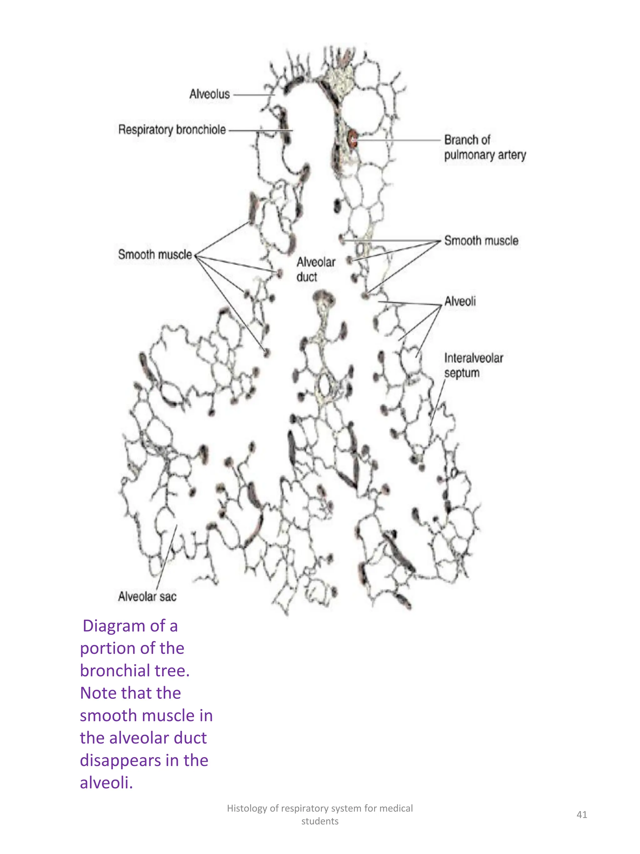 histology of respiratory system upper lower | PDF