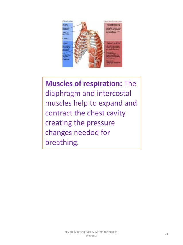 histology of respiratory system upper lower | PDF | Lung and ...