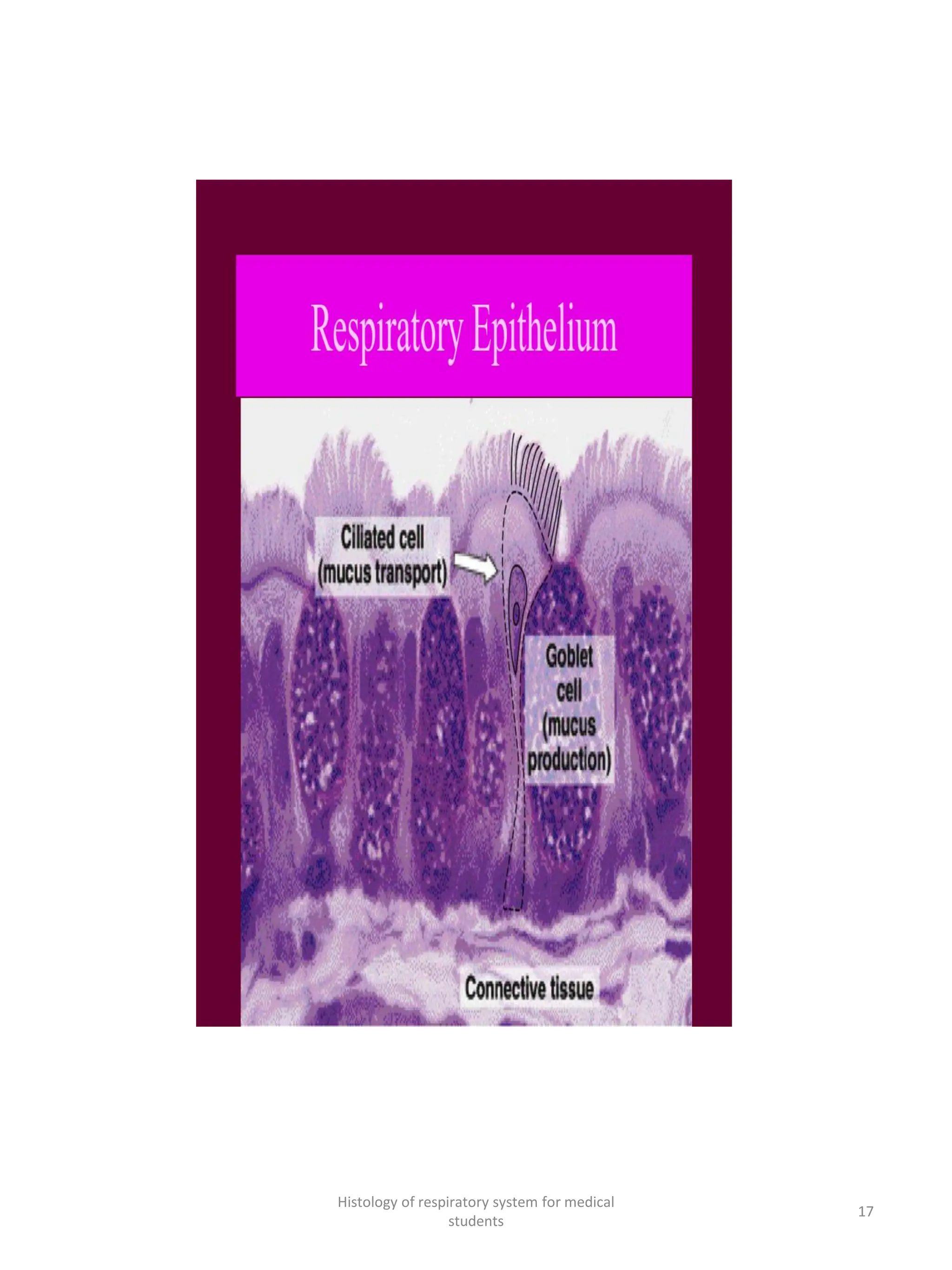 histology of respiratory system upper lower | PDF | Lung and ...