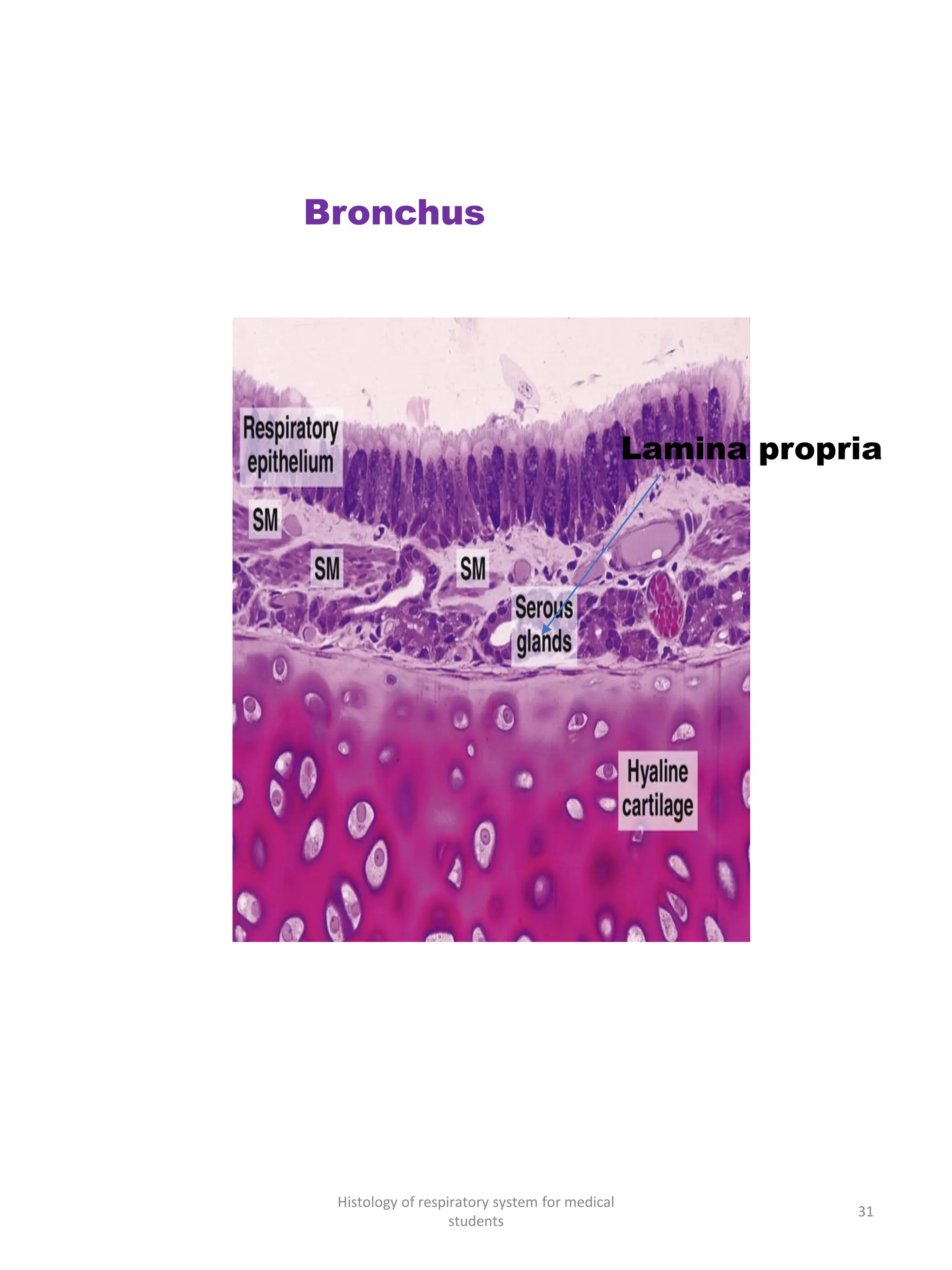 histology of respiratory system upper lower | PDF | Lung and ...