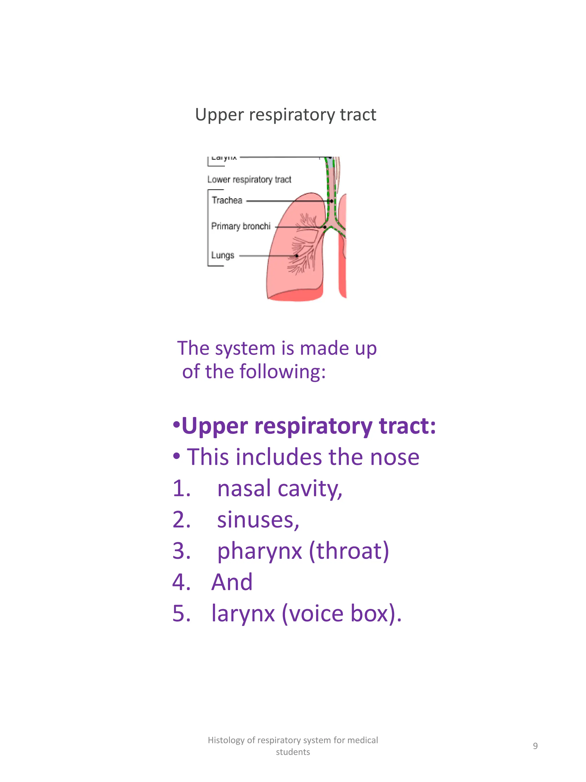 histology of respiratory system upper lower | PDF | Lung and ...
