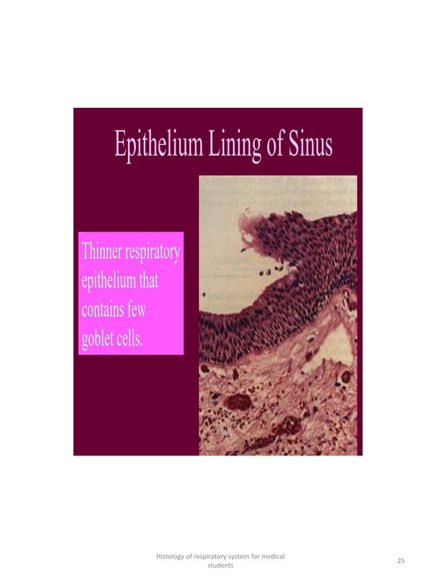 histology of respiratory system upper lower | PDF | Lung and ...